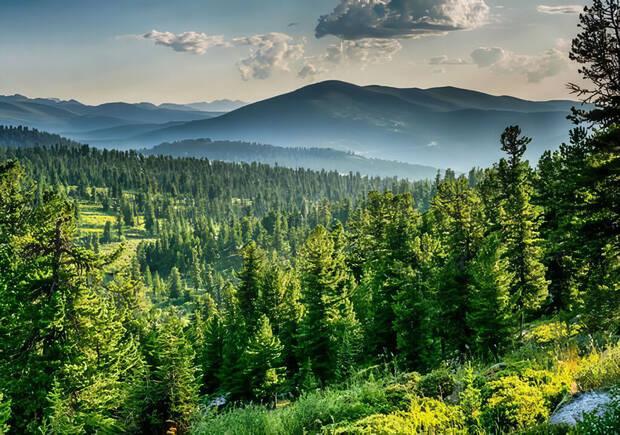 Un bosque colosal y desconocido cubre 12 millones de kilómetros ...