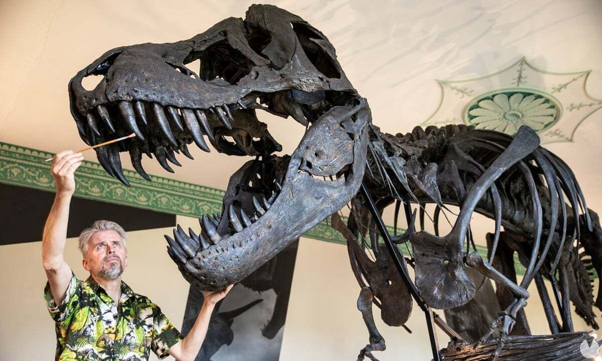 ¿Era el T.rex un dinosaurio inteligente? Un estudio lo equipara a un ...