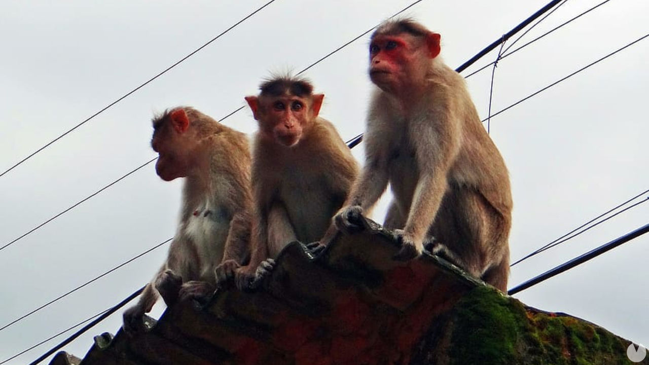 Un mono viaja más de 22 kilómetros para vengarse de un aldeano en India ...