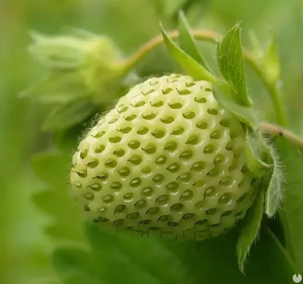 ¿A qué saben realmente los ositos de gominola verdes? - Vandal Random