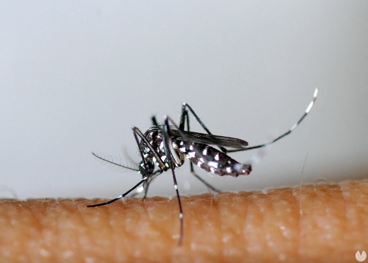 Jeffrey Riffell, biólogo, identifica qué colores de ropa atraen más a ...