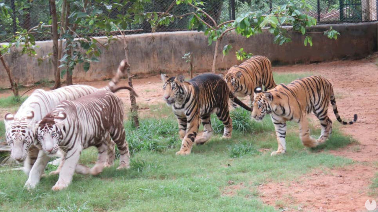 Los tigres negros de la India tienen rayas gigantes por una mutación ...